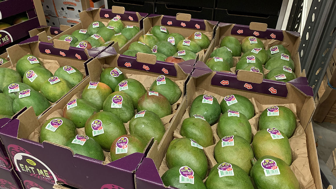 The Israeli mango season has started - Nature's Pride