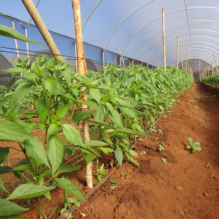 Rawit chilli is a classic in oriental cuisine - Nature's Pride